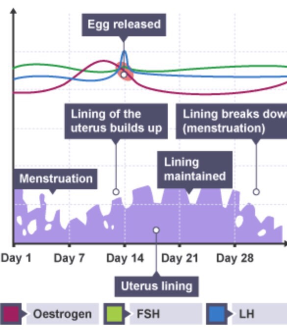 Menstruation Flashcards | Memorang