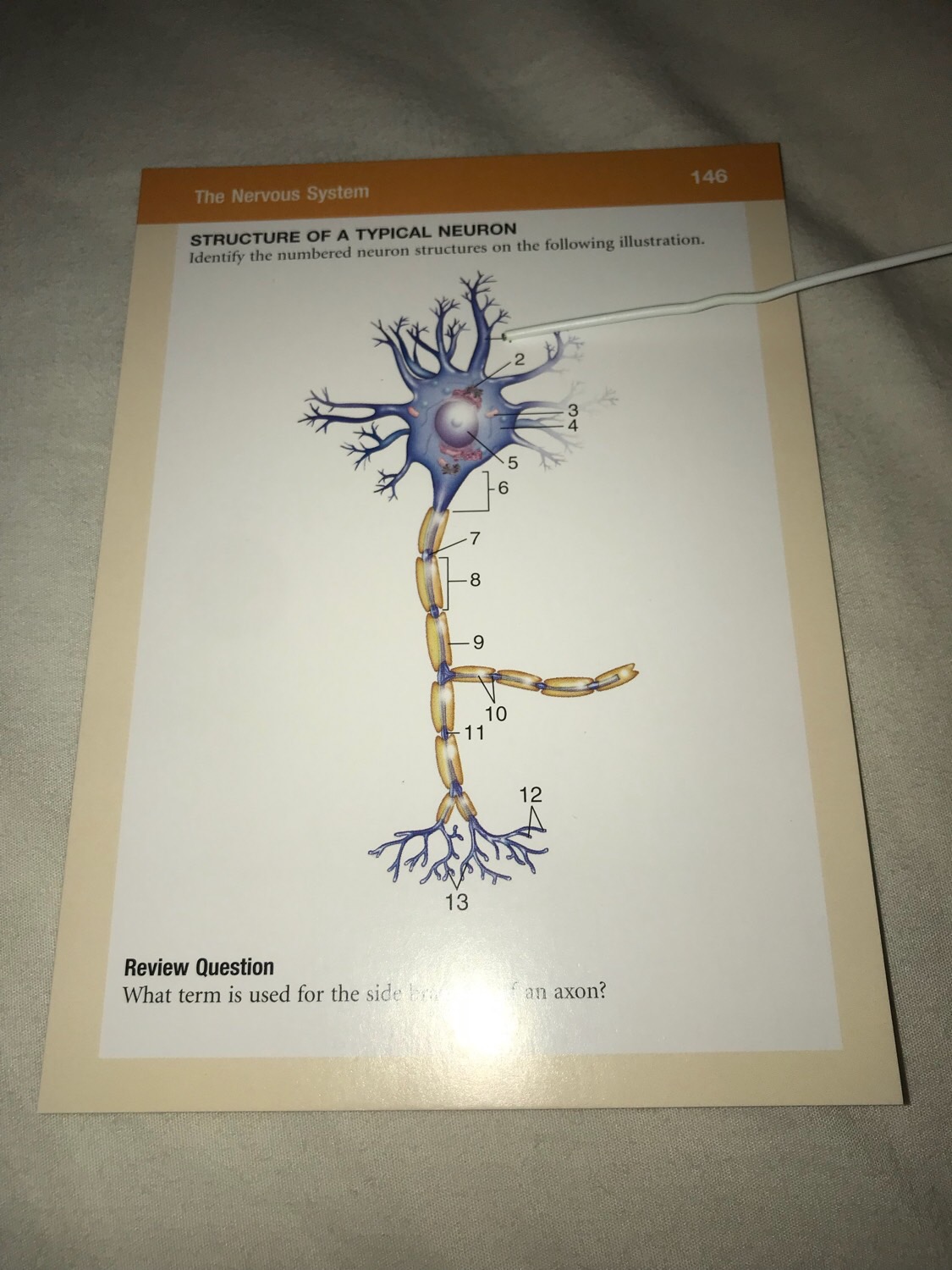 Structure of a Typical Neuron Flashcards | Memorang