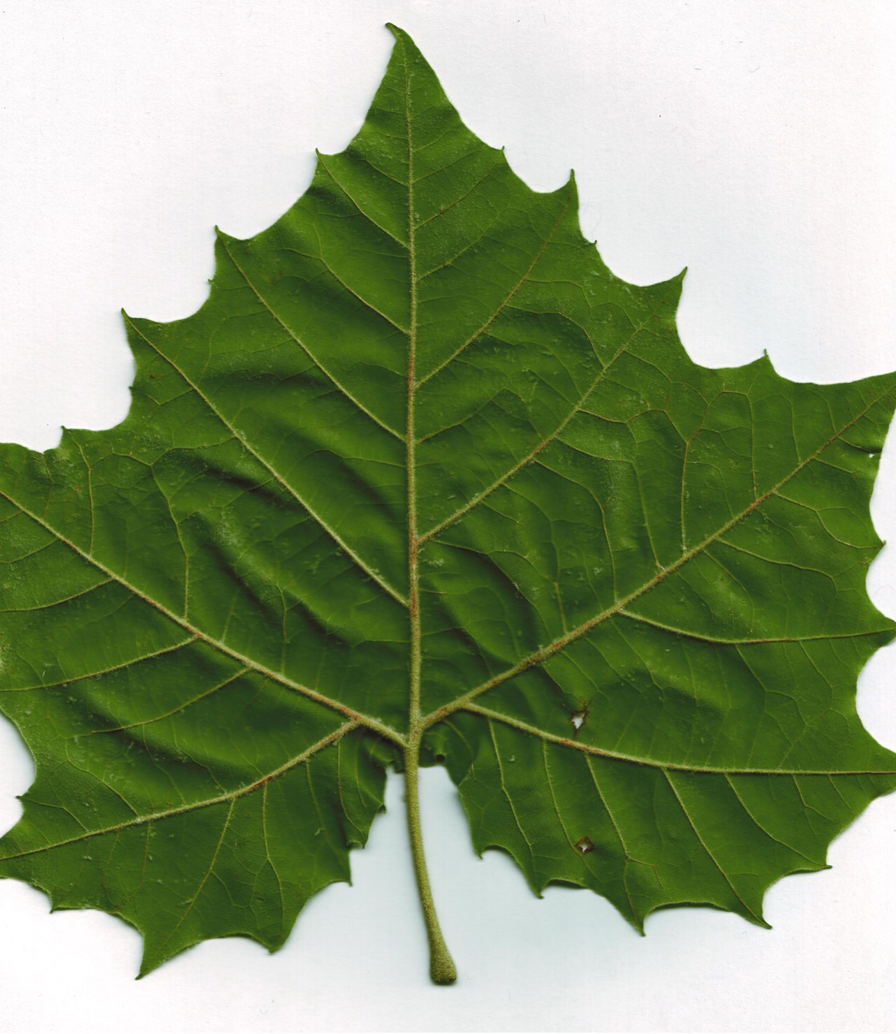 Native North American tree leaves Flashcards | Memorang