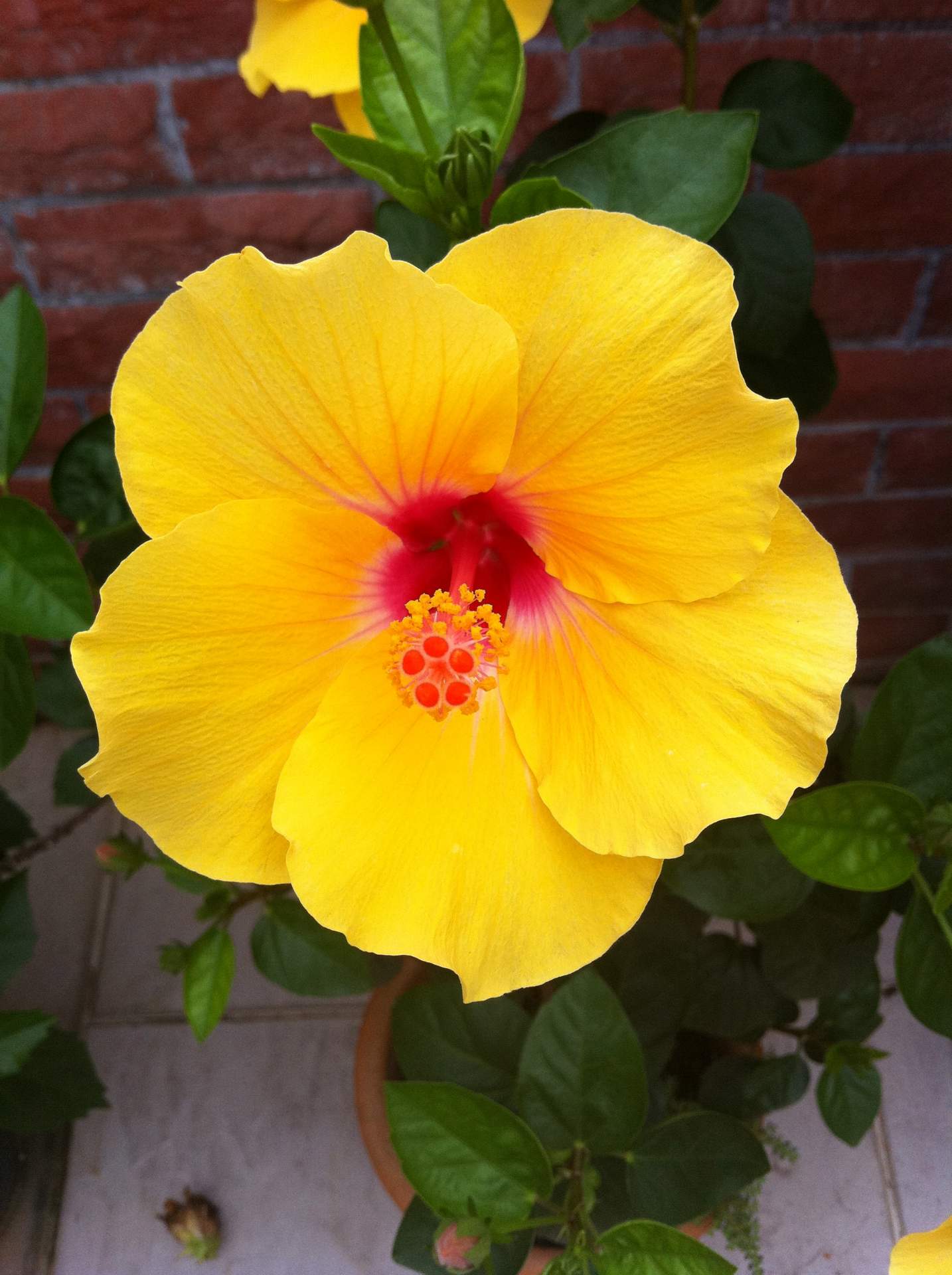 Flowers Flashcards | Memorang