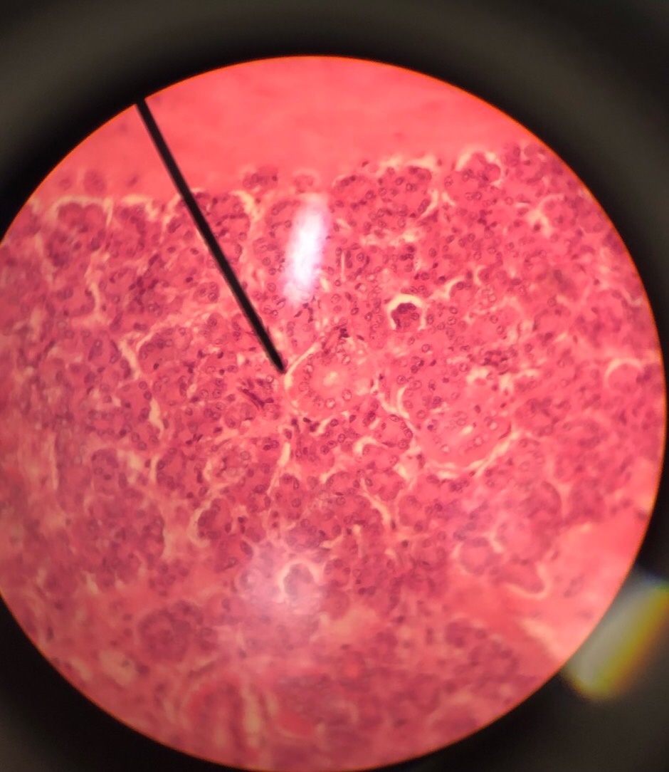 HISTOLOGIA CAVIDADE ORAl Flashcards | Memorang