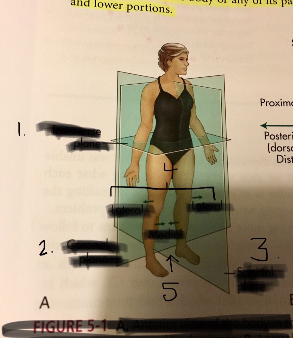 EXAM 1 Flashcards | Memorang