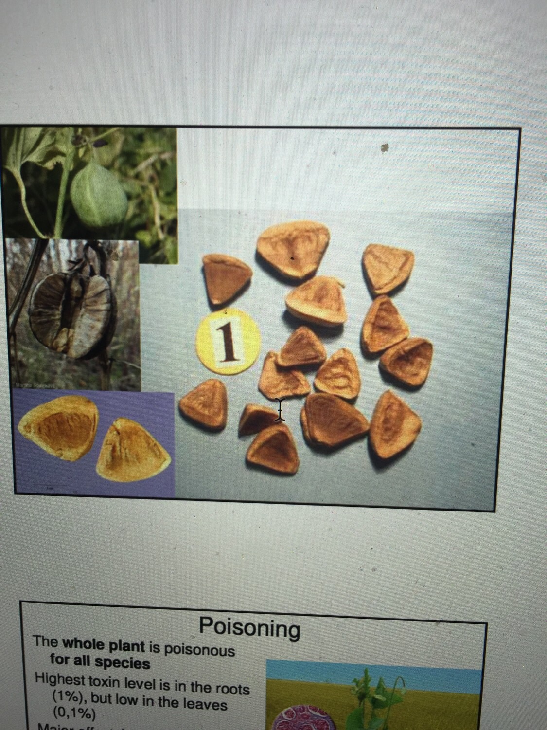 Botany Flashcards | Memorang