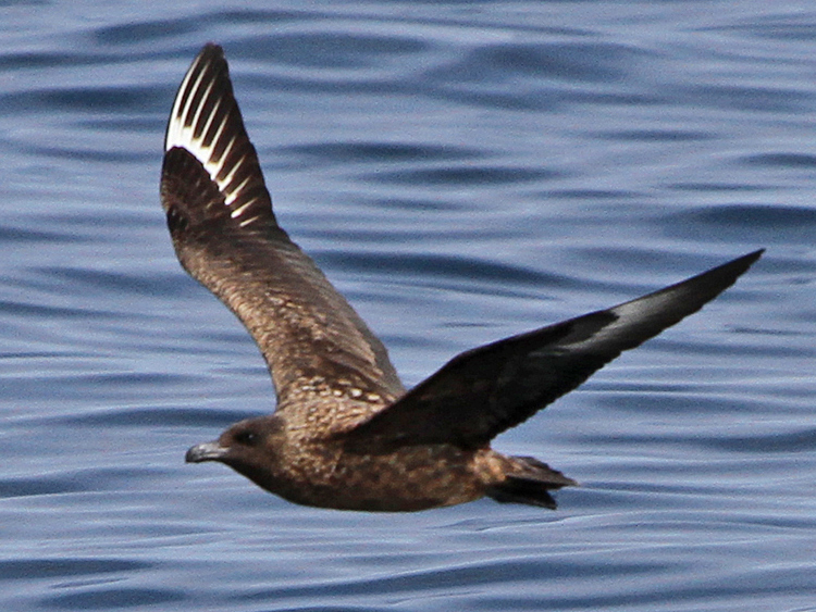 Stercorariidae and Alcidae Flashcards | Memorang