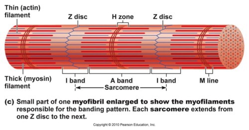 Structure of Muscle Fibers (cells) Flashcards | Memorang