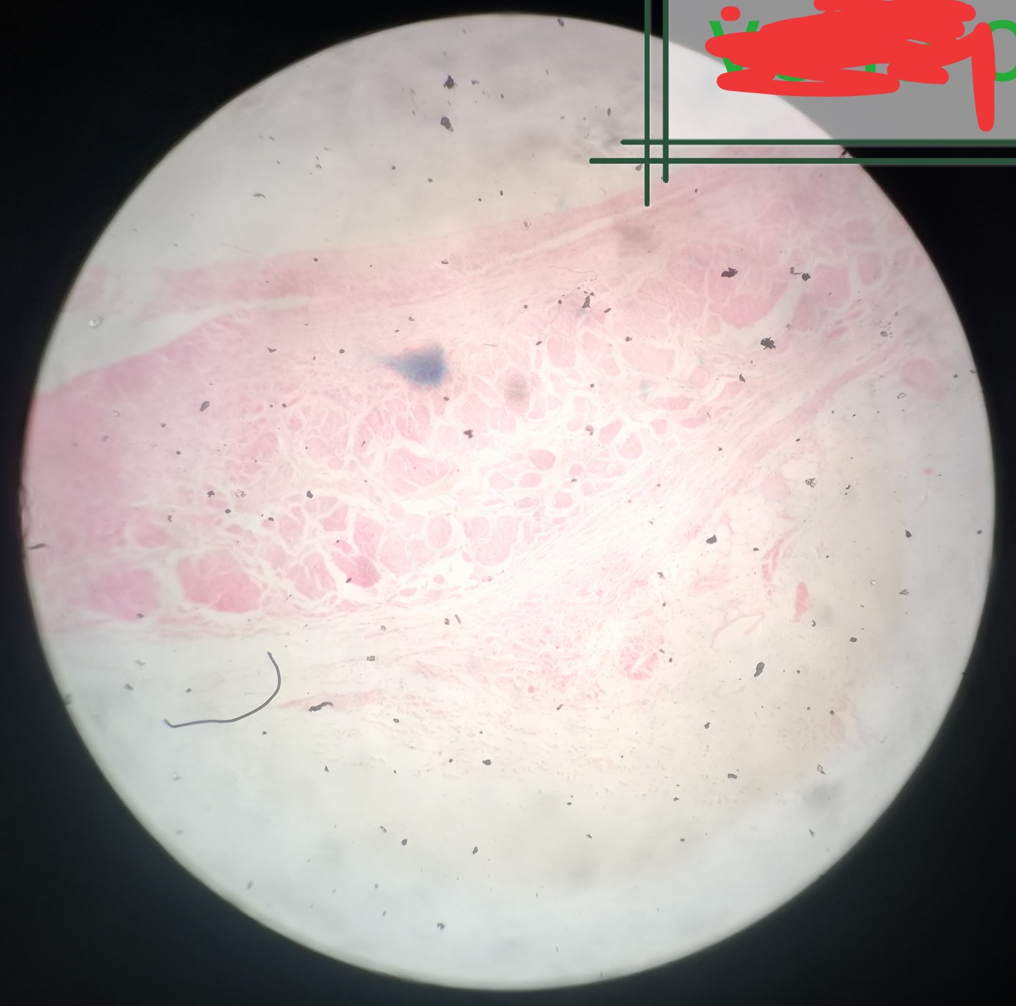 Histology Flashcards Memorang