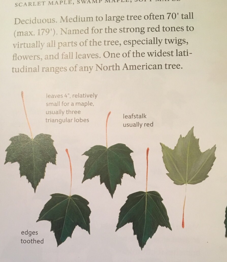 NNC Canoe Trail Flashcards | Memorang