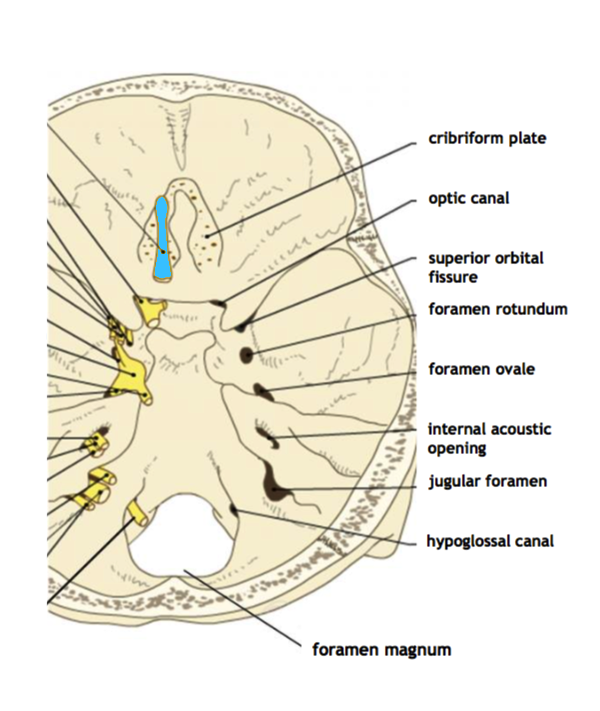 Cranial Nerves in Base of Skull Flashcards | Memorang
