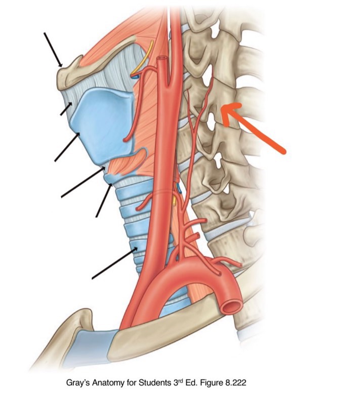 neck anatomy Flashcards | Memorang