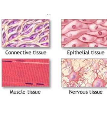 Anatomy Chapter 5 Quiz 1 Flashcards | Memorang