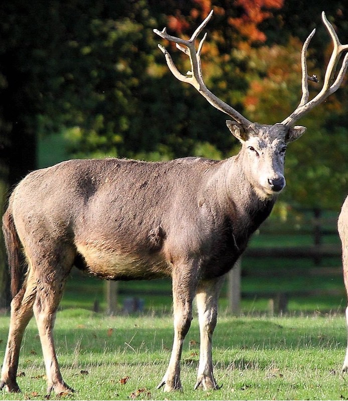 "Extinct in the wild" animals Flashcards | Memorang