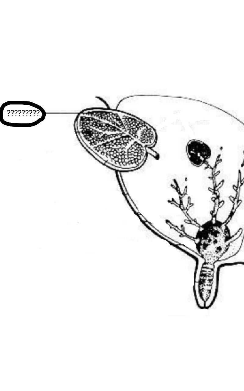 Parts of the udder Flashcards | Memorang