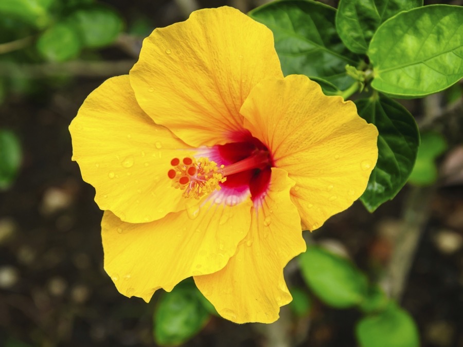 Brief view of flowers #1 Flashcards | Memorang