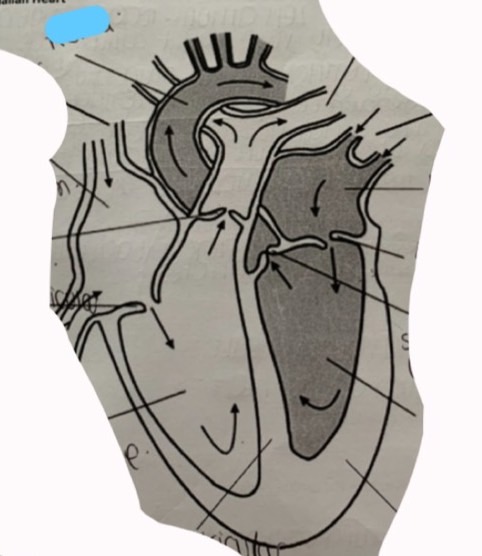 The heart parts Flashcards | Memorang