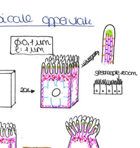 epitheelweefsel Flashcards | Memorang