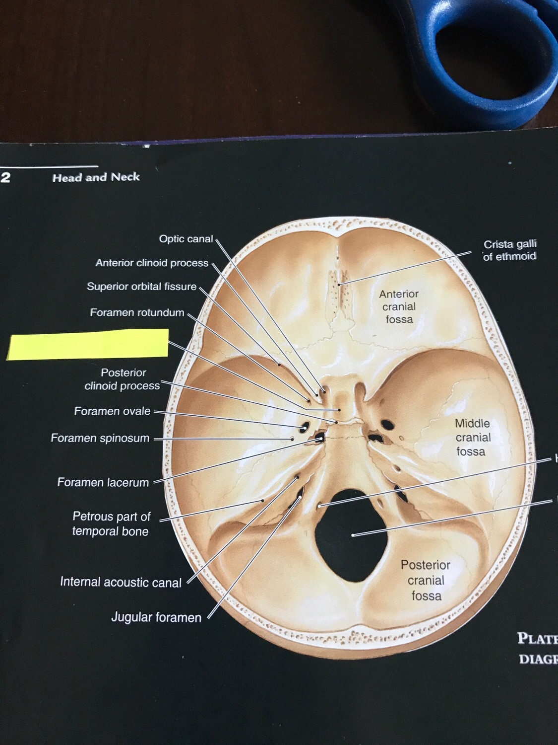 Bones Flashcards | Memorang