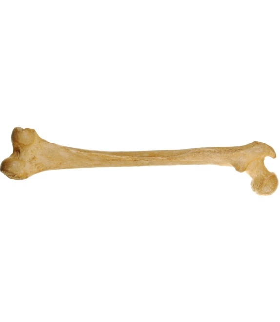 Bone Classification Flashcards | Memorang