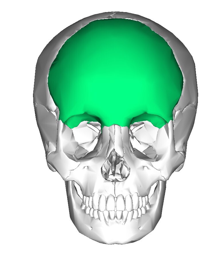 Skeleton Flashcards | Memorang