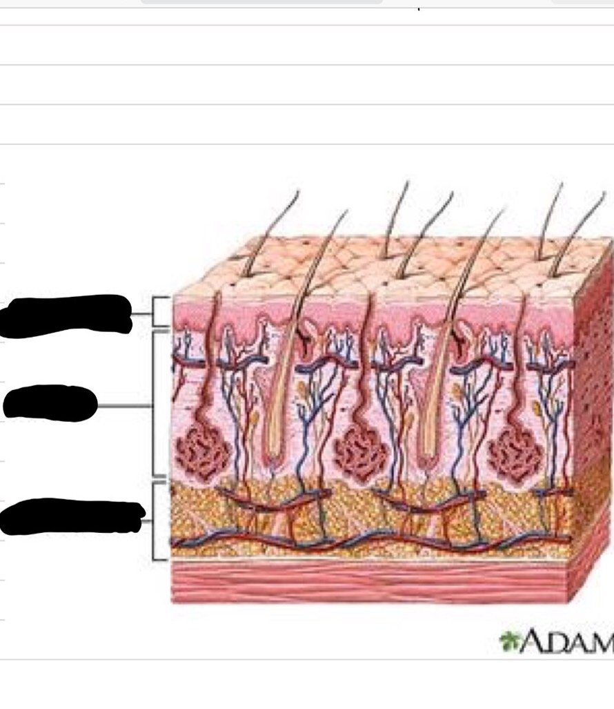 Topic 6: Integumentary System Flashcards | Memorang