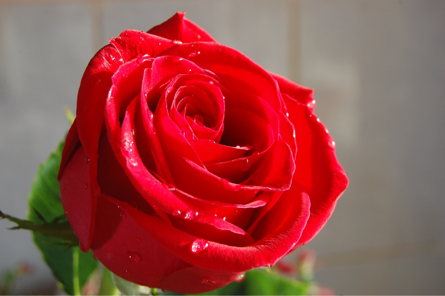 Flower Flashcards | Memorang