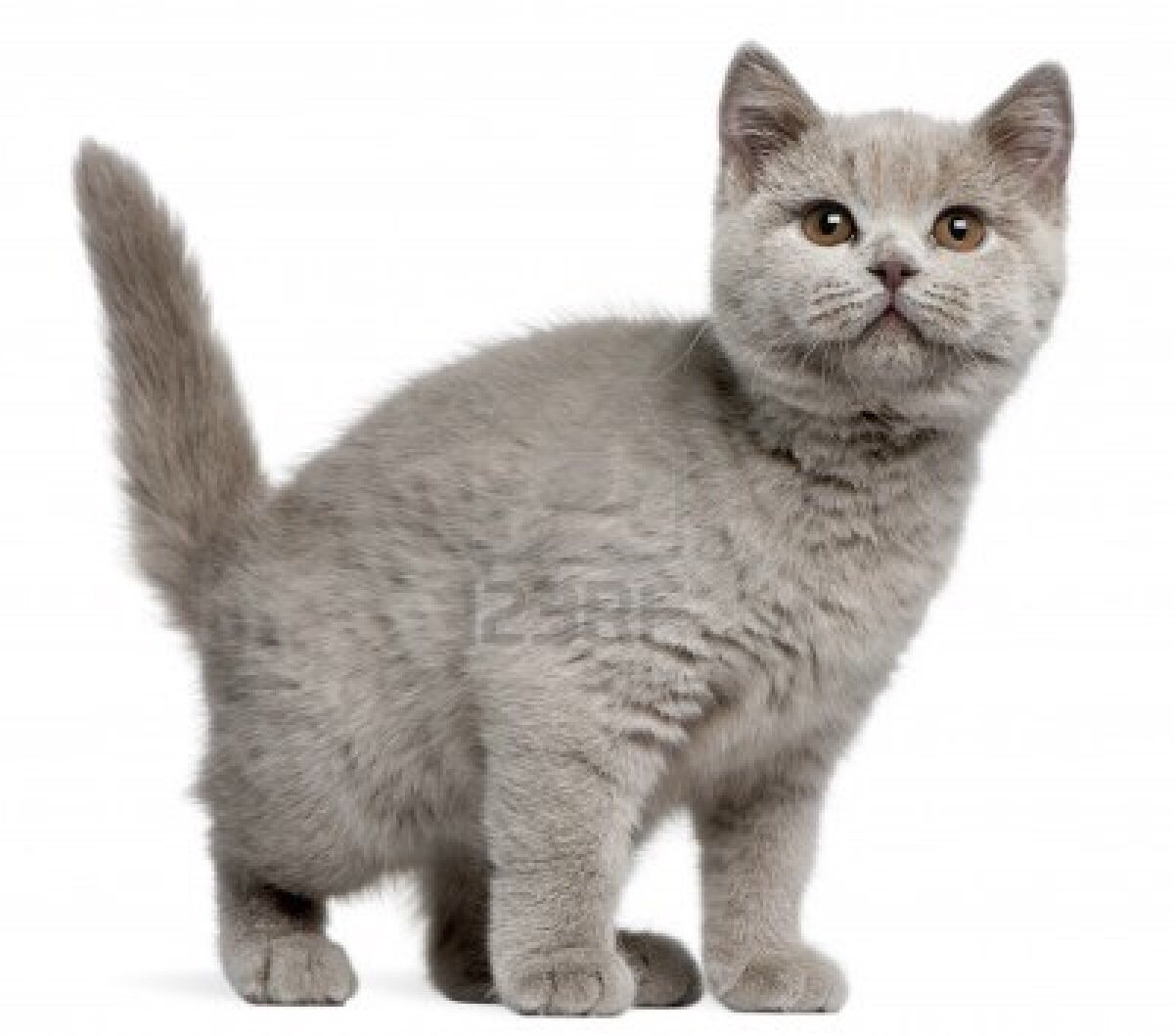 Some cat breeds Flashcards | Memorang