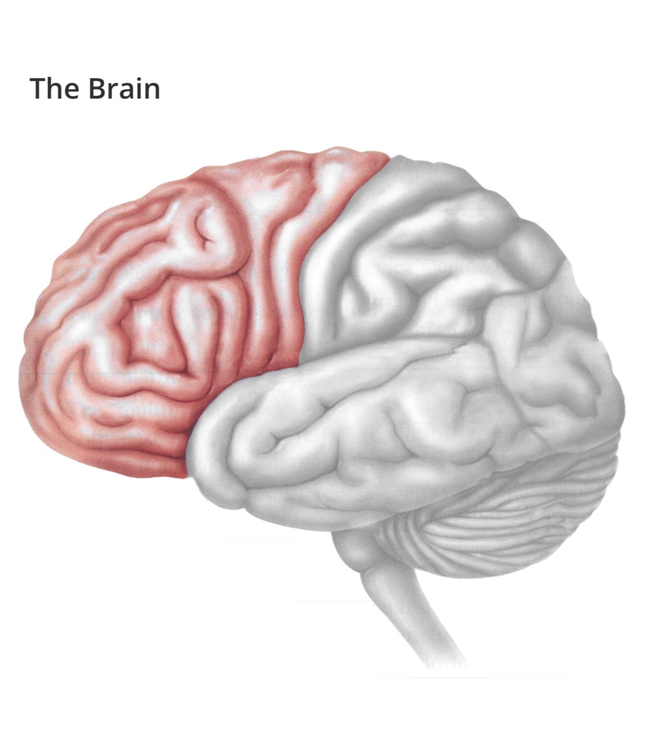 Functions and Lobes of the Brain Flashcards | Memorang