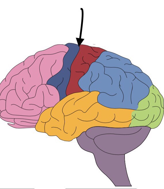 Sensory and Motor Cortex Flashcards | Memorang