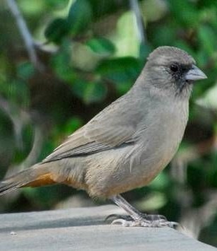 Birds of North America 1 Flashcards | Memorang