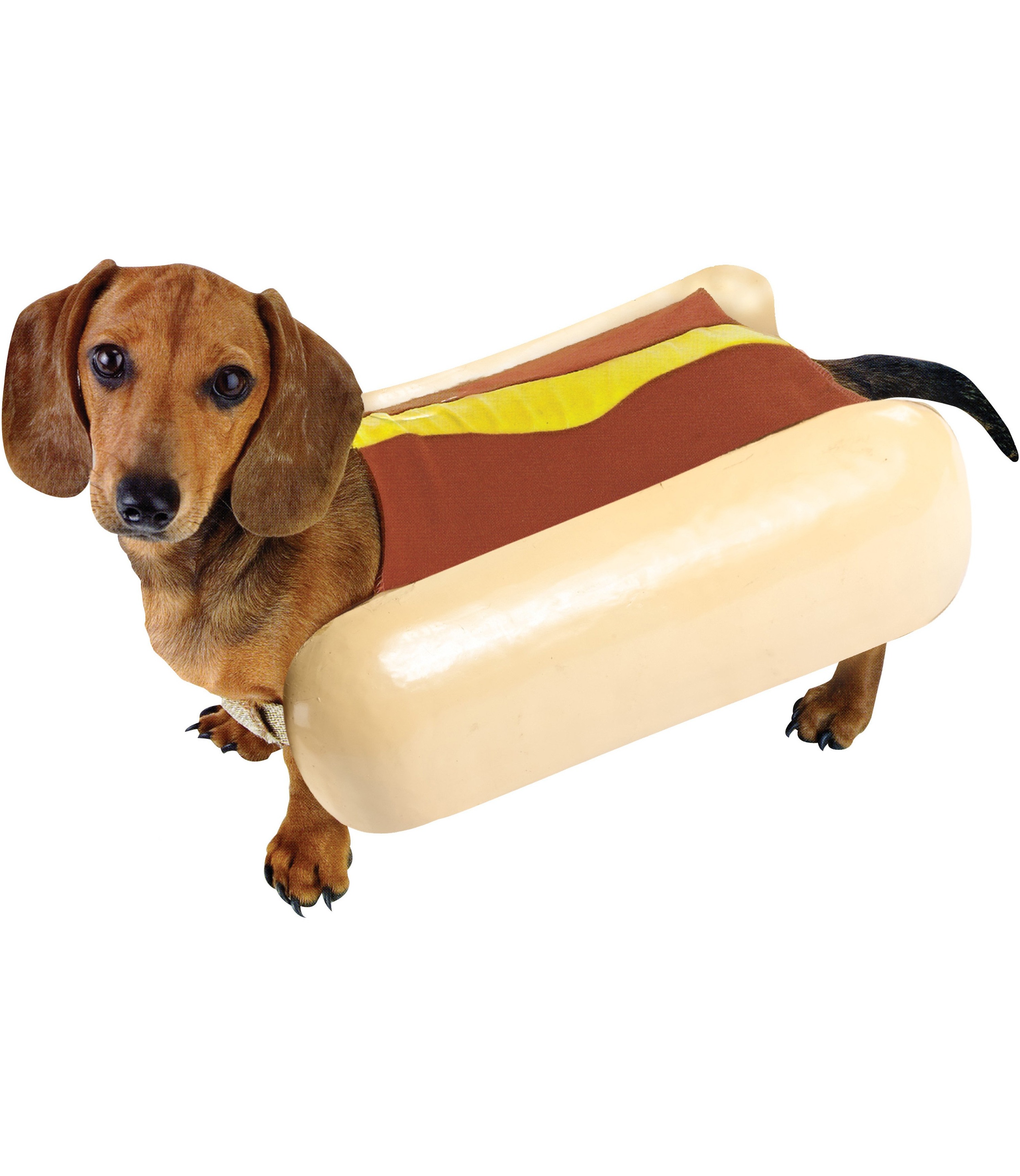 Hot dogs! Flashcards | Memorang