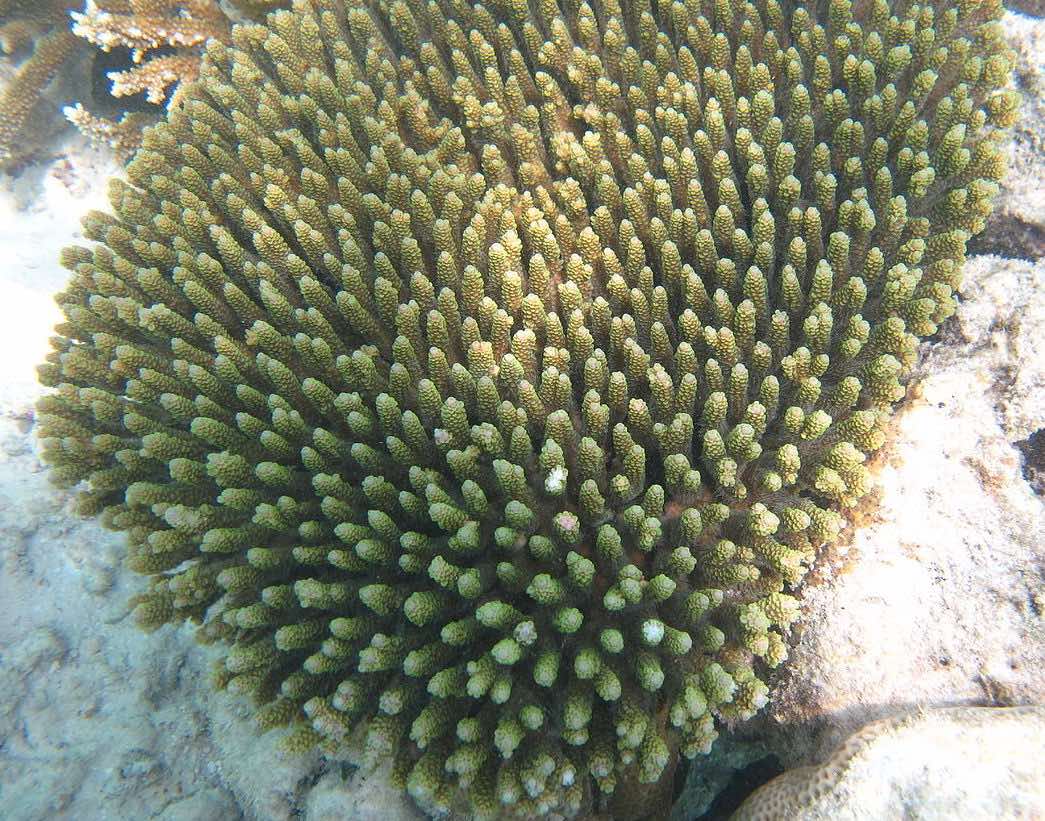 Coral Identification Beta Flashcards | Memorang