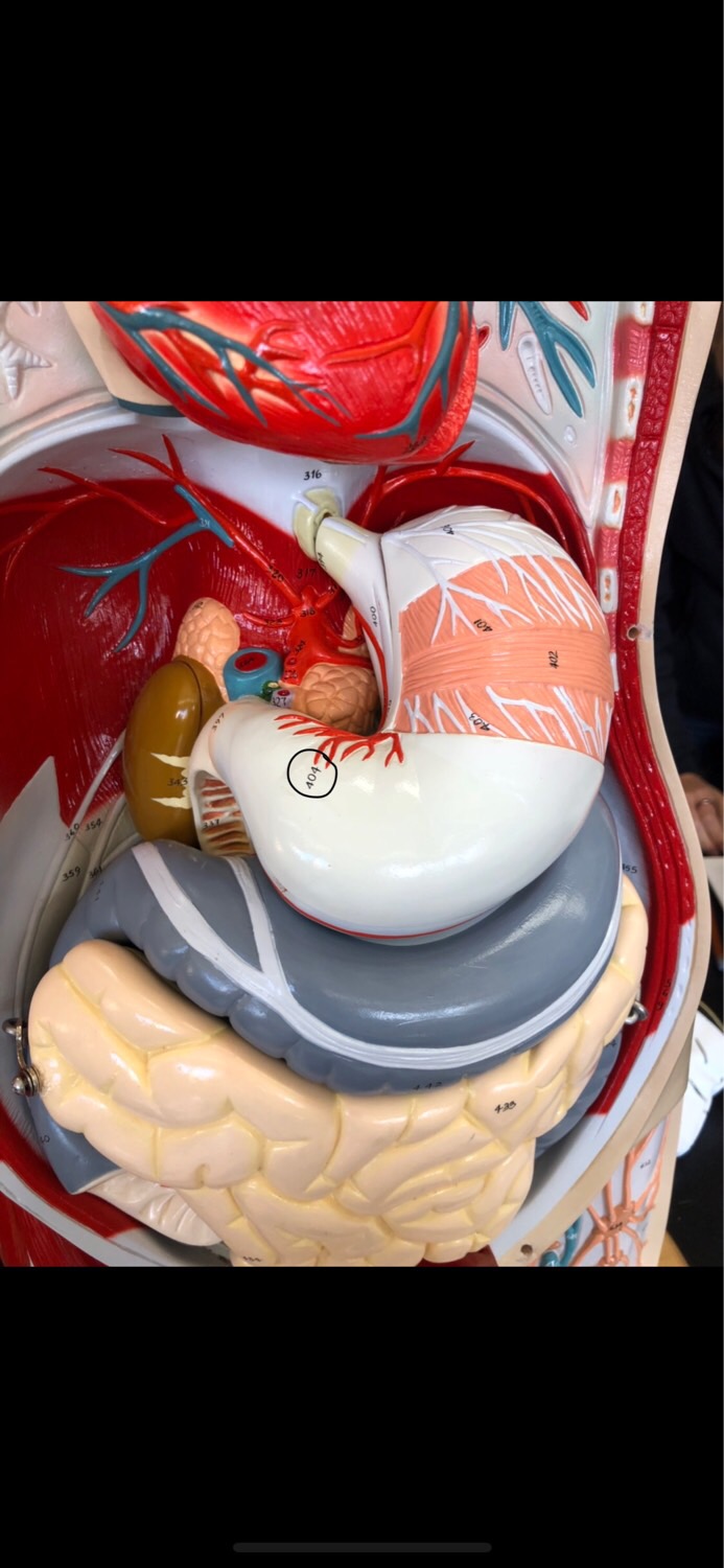 Stomach Flashcards | Memorang