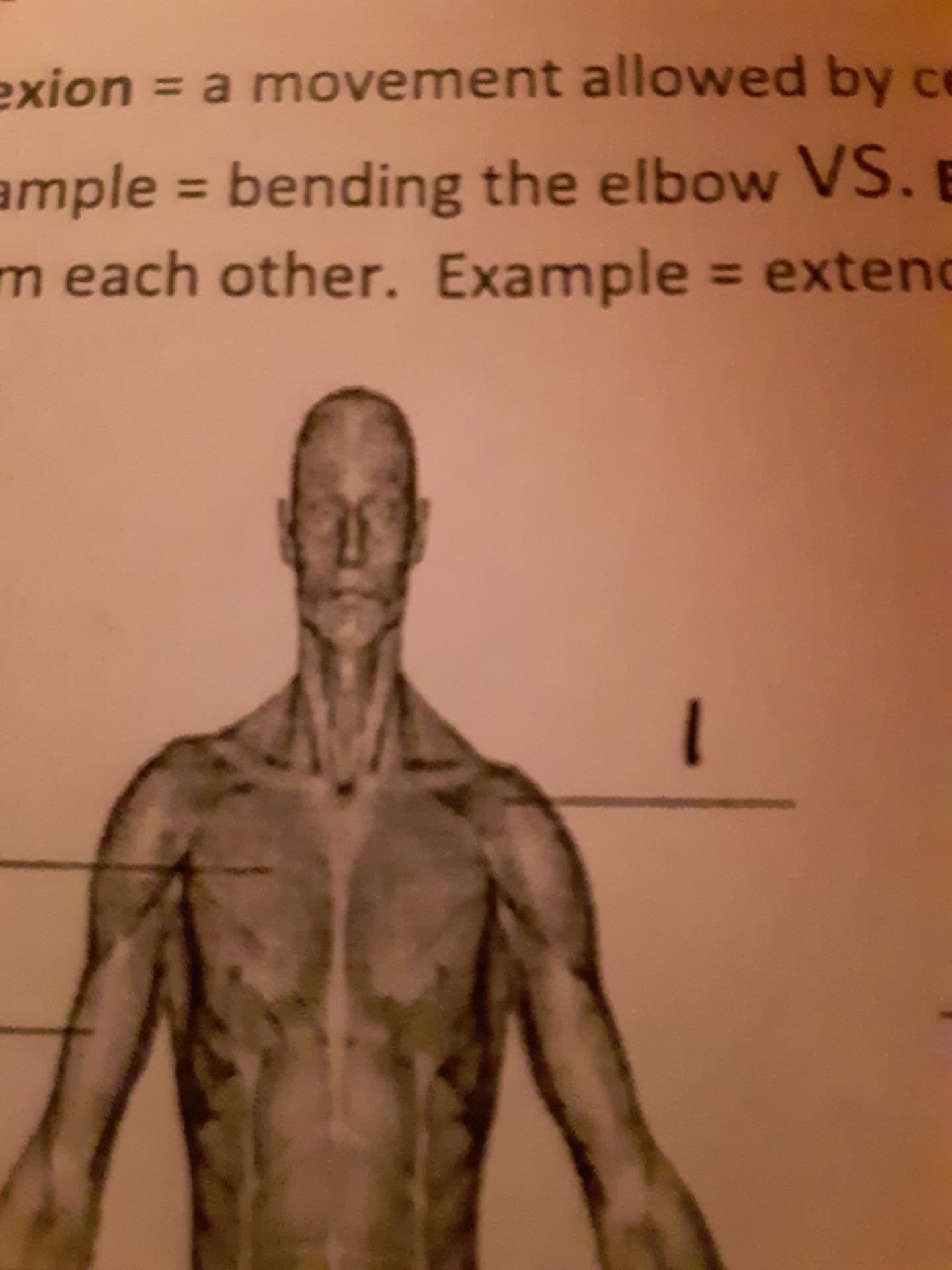 The Muscular and Skeletal System Flashcards | Memorang