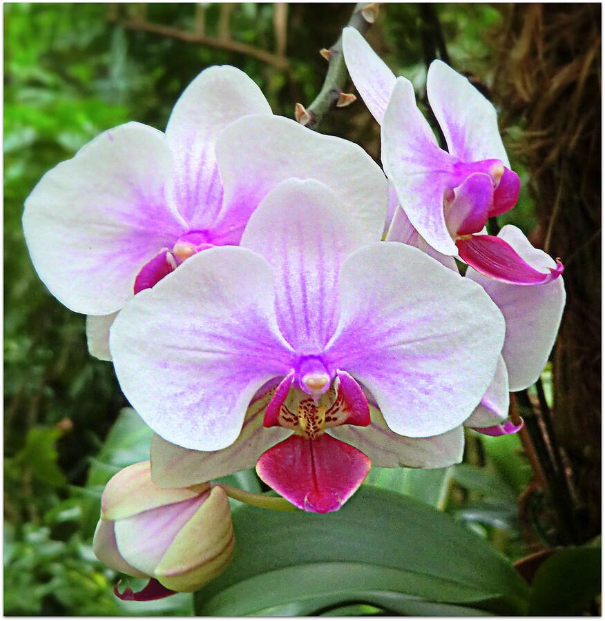 Tropical Flowers Flashcards | Memorang