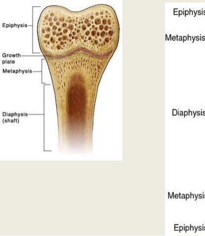 Long bone, and osteon, bone classification Flashcards | Memorang