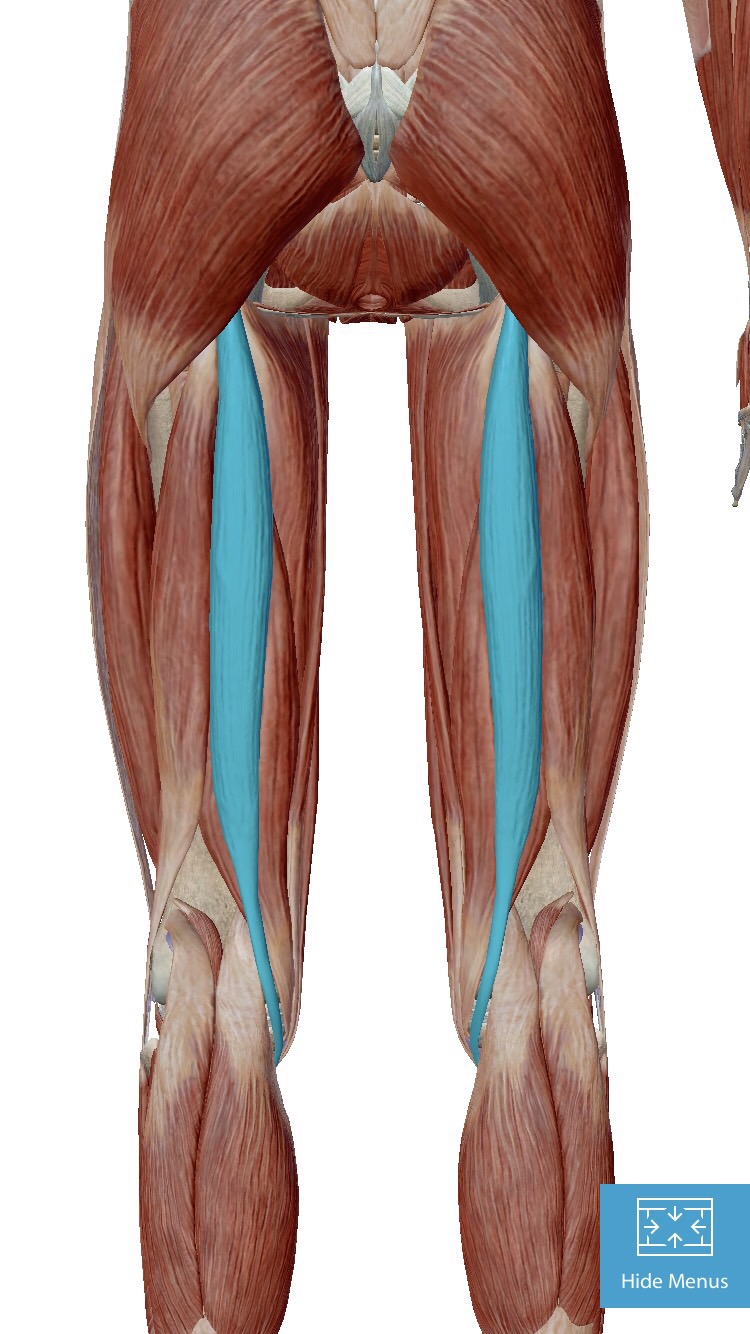 Muscles that Move the Lower Leg Flashcards | Memorang
