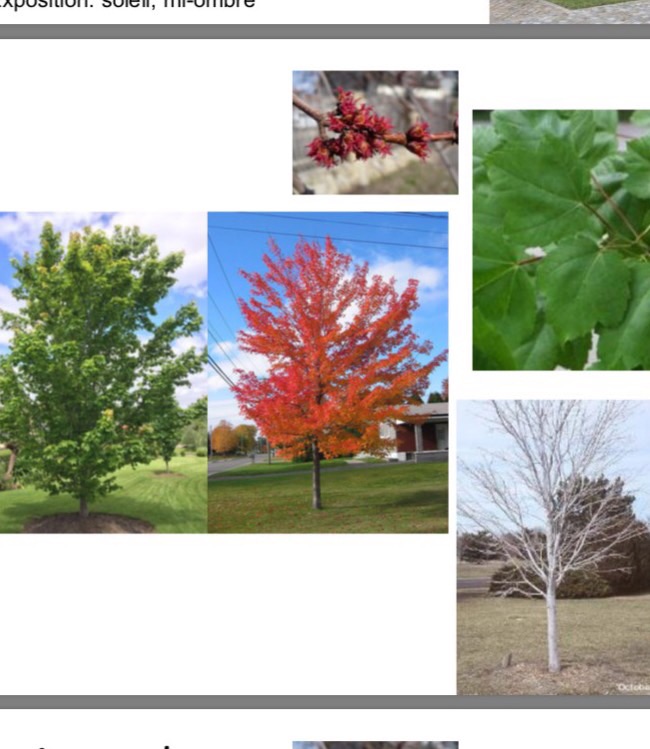 Arbre ent. Automnal Flashcards | Memorang