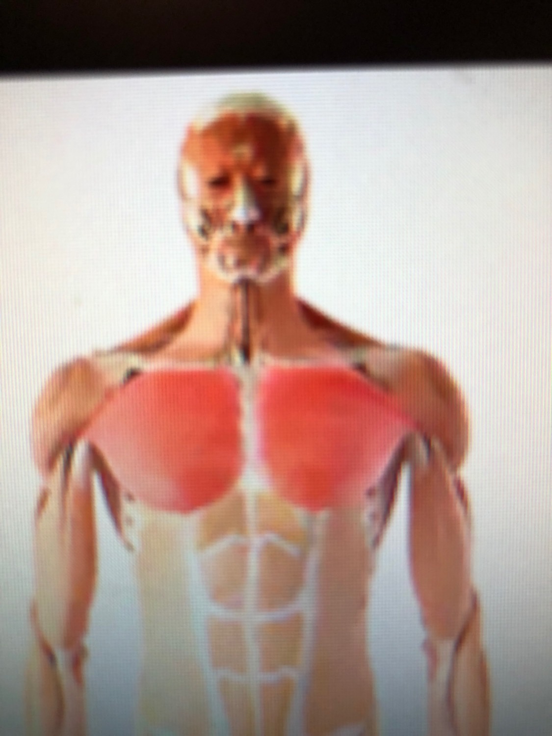 Muscles Flashcards | Memorang