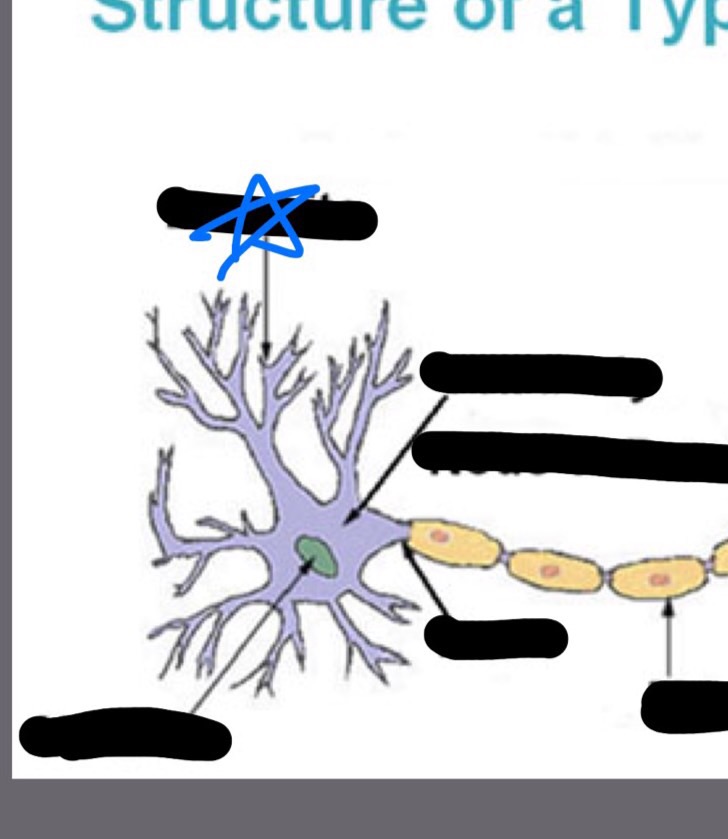 Anatomy of a Neuron and the Nervous System Flashcards | Memorang