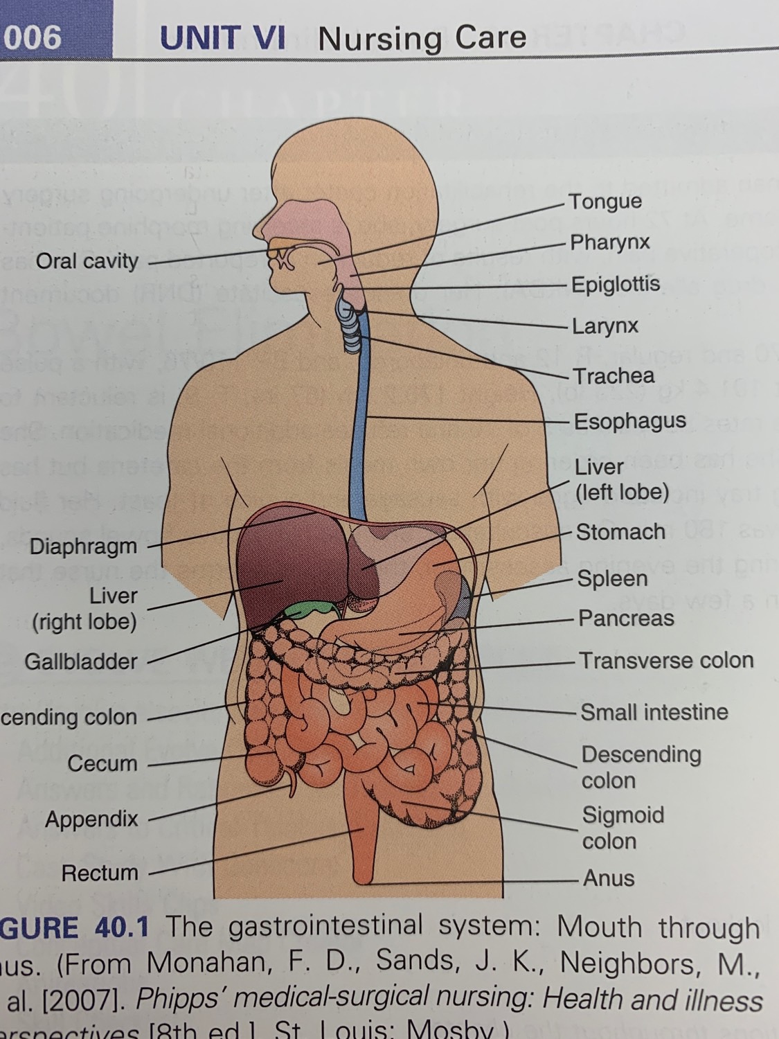 Chapter 40: Bowel Elimination Flashcards | Memorang