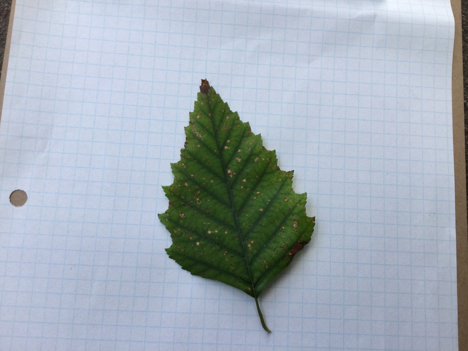 Leaves key Flashcards | Memorang