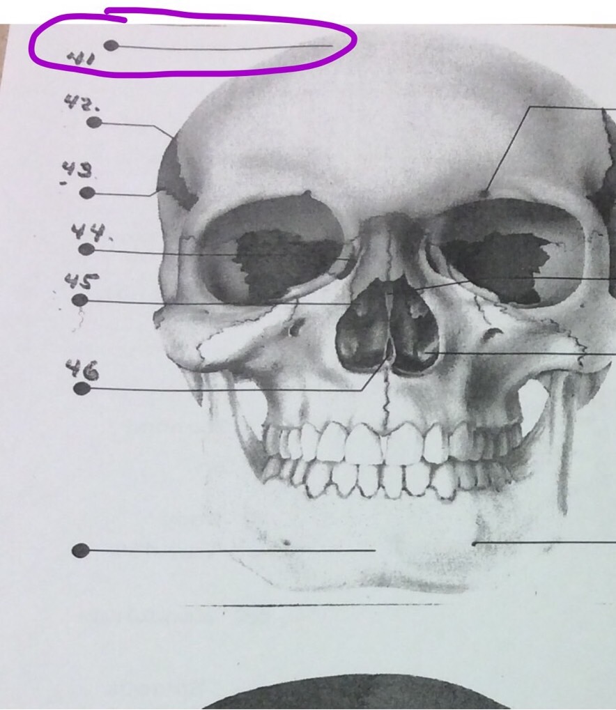 Skull and vertebral bones Flashcards | Memorang