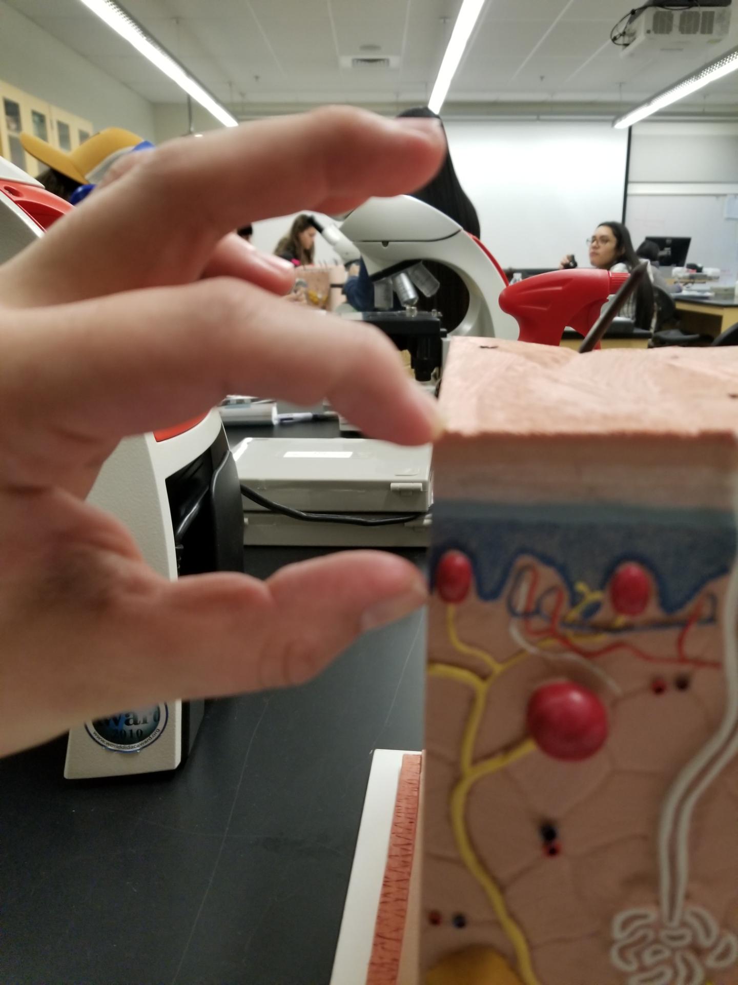 skin model Flashcards | Memorang