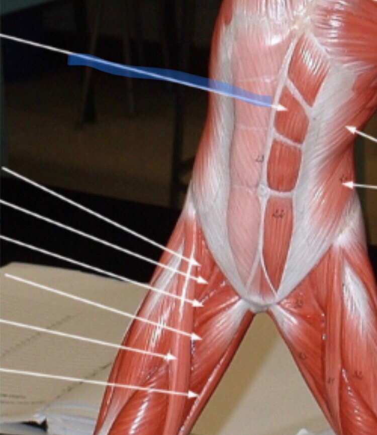 little man’s muscles anterior pov Flashcards | Memorang