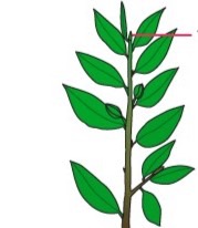 Plant parts Flashcards | Memorang