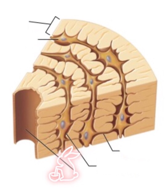 Lab Practical 2 part 1 Flashcards | Memorang