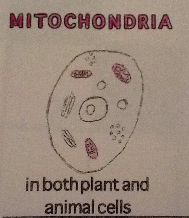 Cell Organelles Flashcards | Memorang