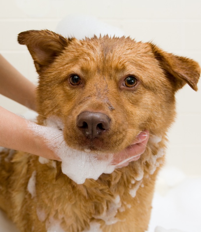 Side by Side 2 Chapter 12 Flashcards | Memorang