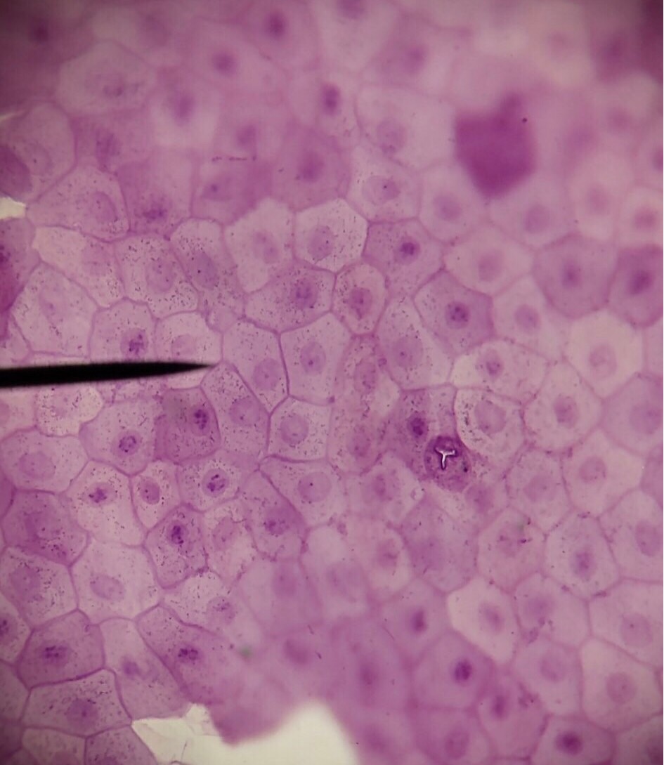 Tissues Flashcards | Memorang