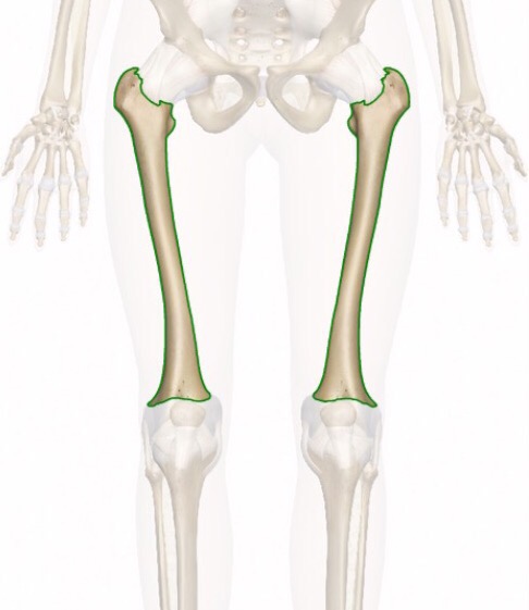 Bones of the Leg Flashcards | Memorang