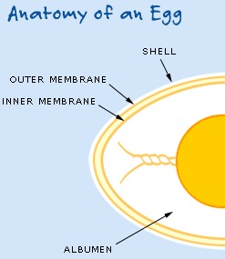 TLE 10 — Eggs, Rice, and Pasta Flashcards | Memorang